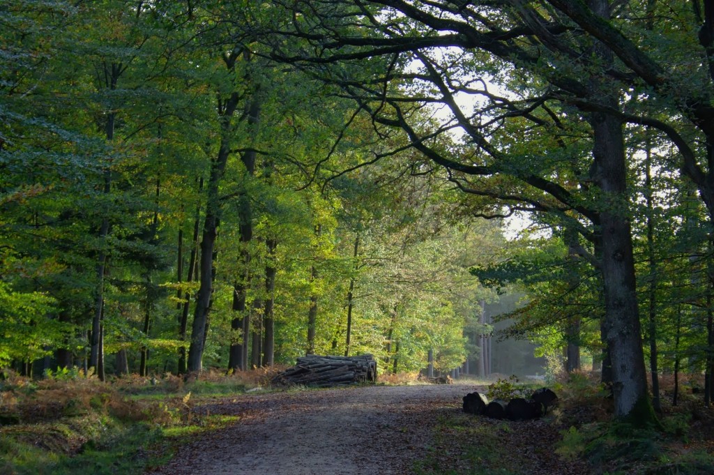 The woods of our experience | Rocketstone